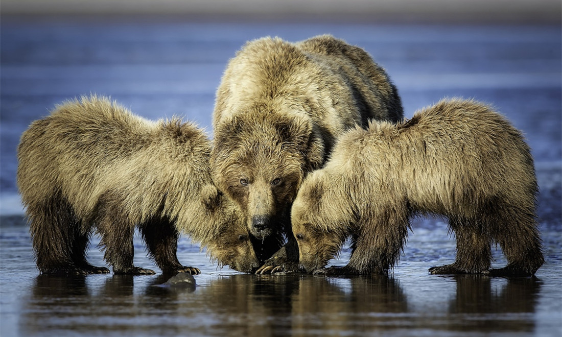 Bear bottoms at an Alaskan beach - Global Times