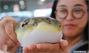 Breeding industry of puffer fish help develop tourism in Jiangsu ...