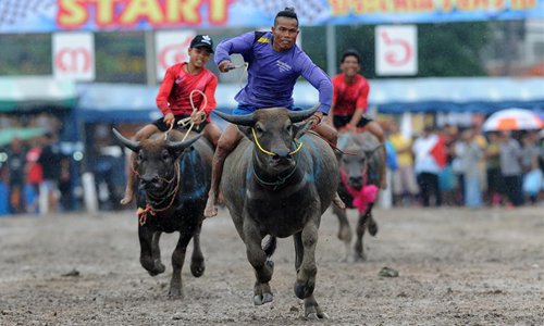Annual buffalo racing held in Thailand - Global Times