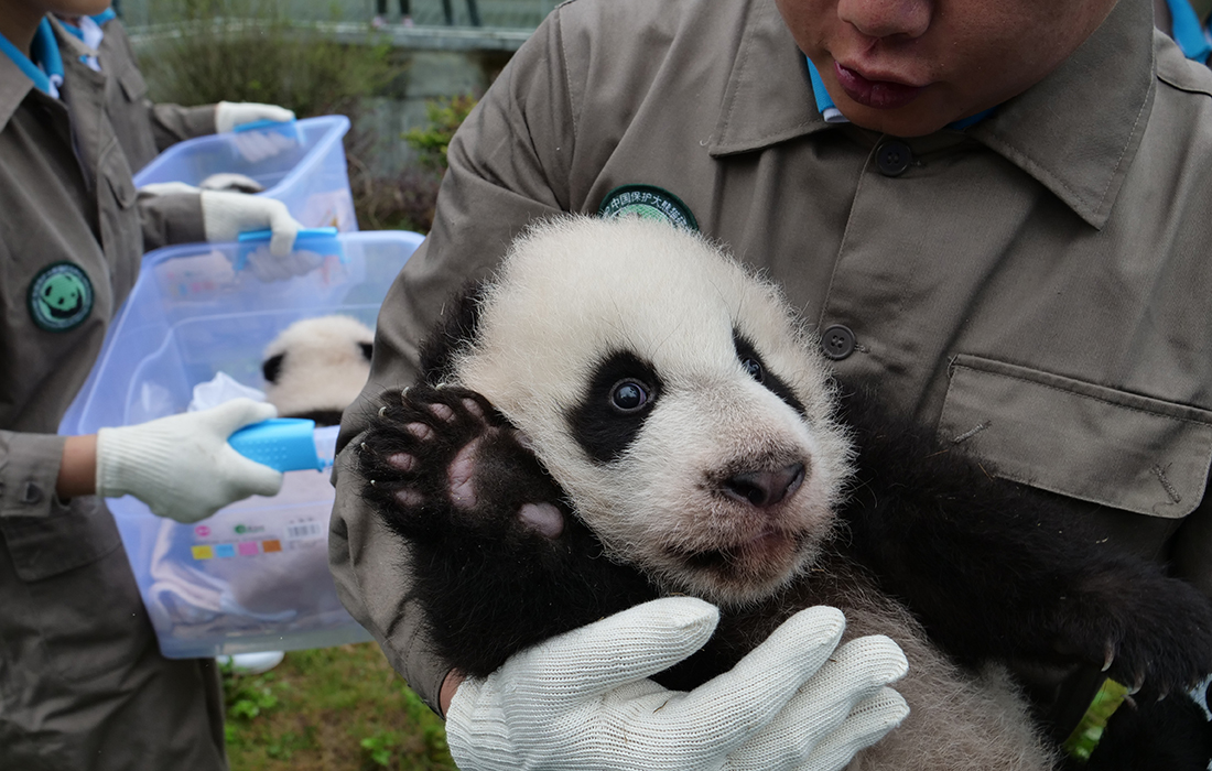 The new-born panda cubs of 2017 make first public debut in SW China - Global Times