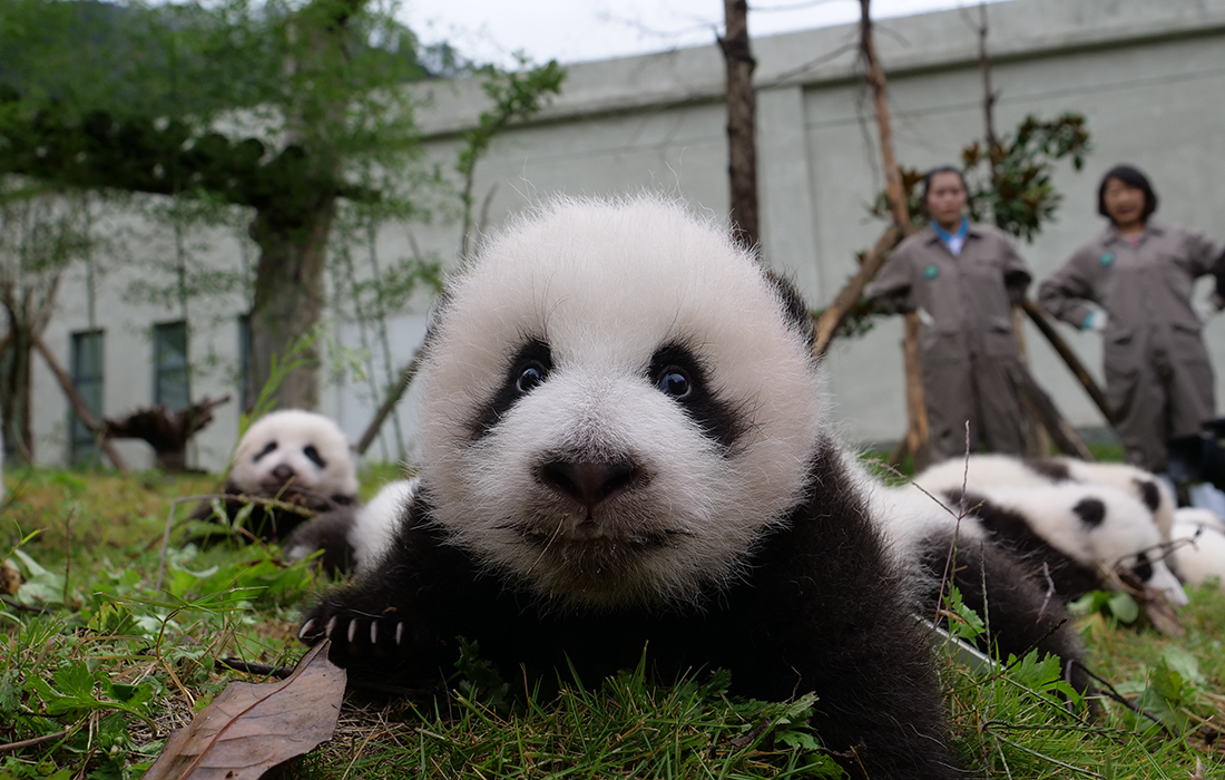 The new-born panda cubs of 2017 make first public debut in SW China ...