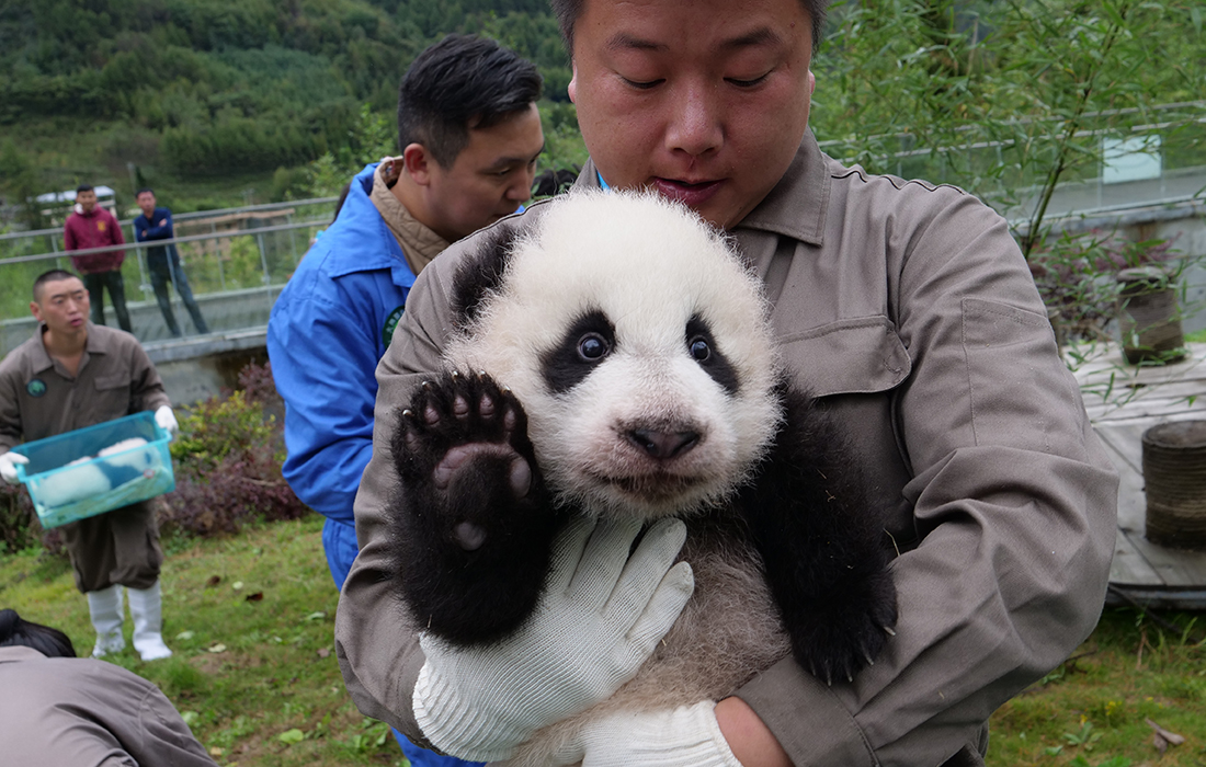 The new-born panda cubs of 2017 make first public debut in SW China ...