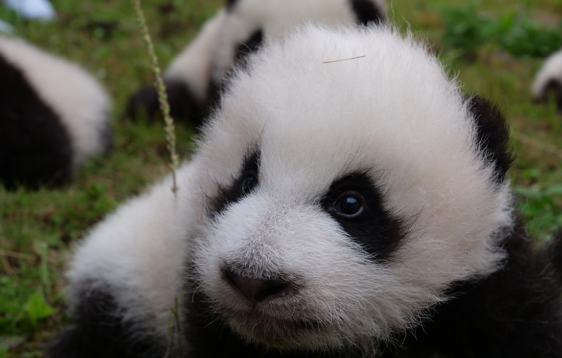 The new-born panda cubs of 2017 make first public debut in SW China ...