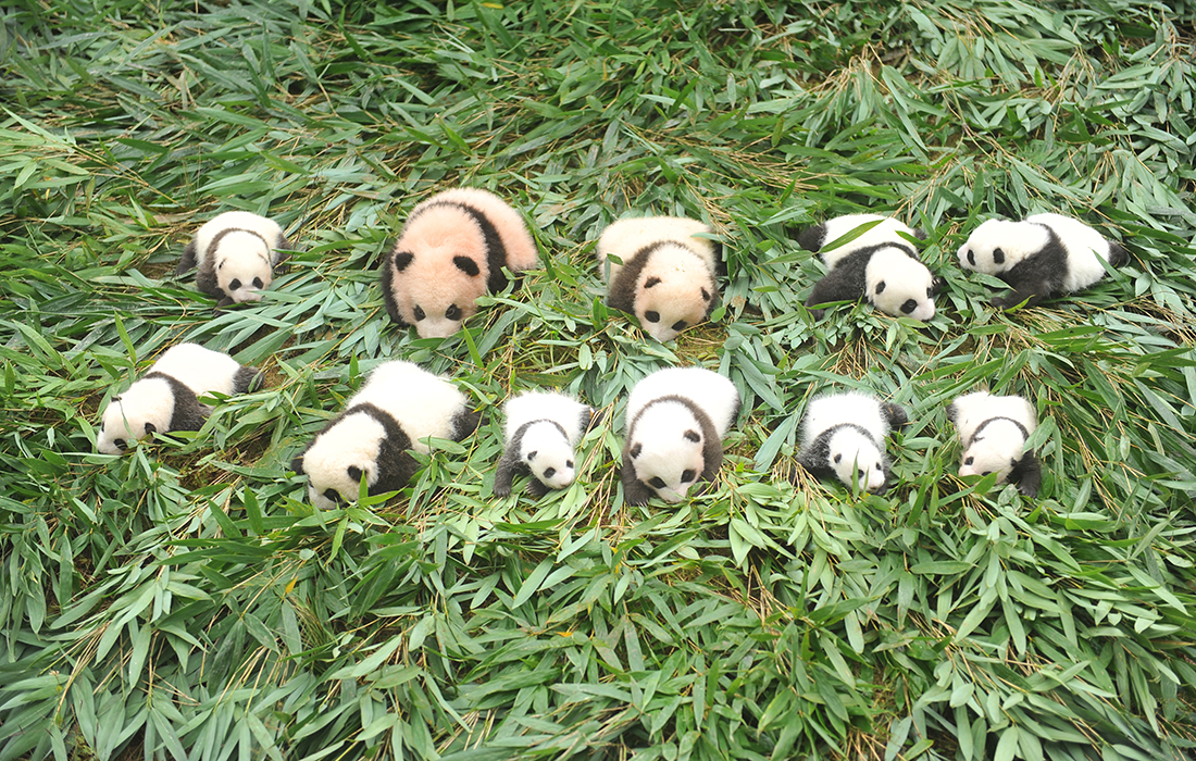 The new-born panda cubs of 2017 make first public debut in SW China ...