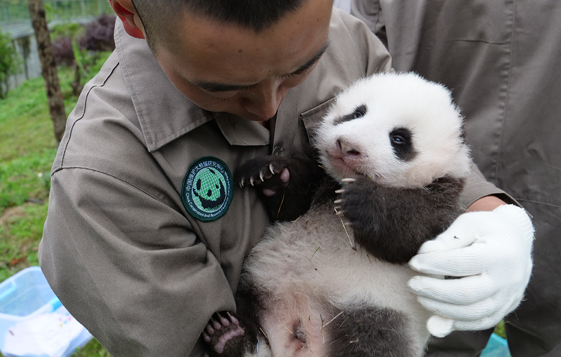 The new-born panda cubs of 2017 make first public debut in SW China ...