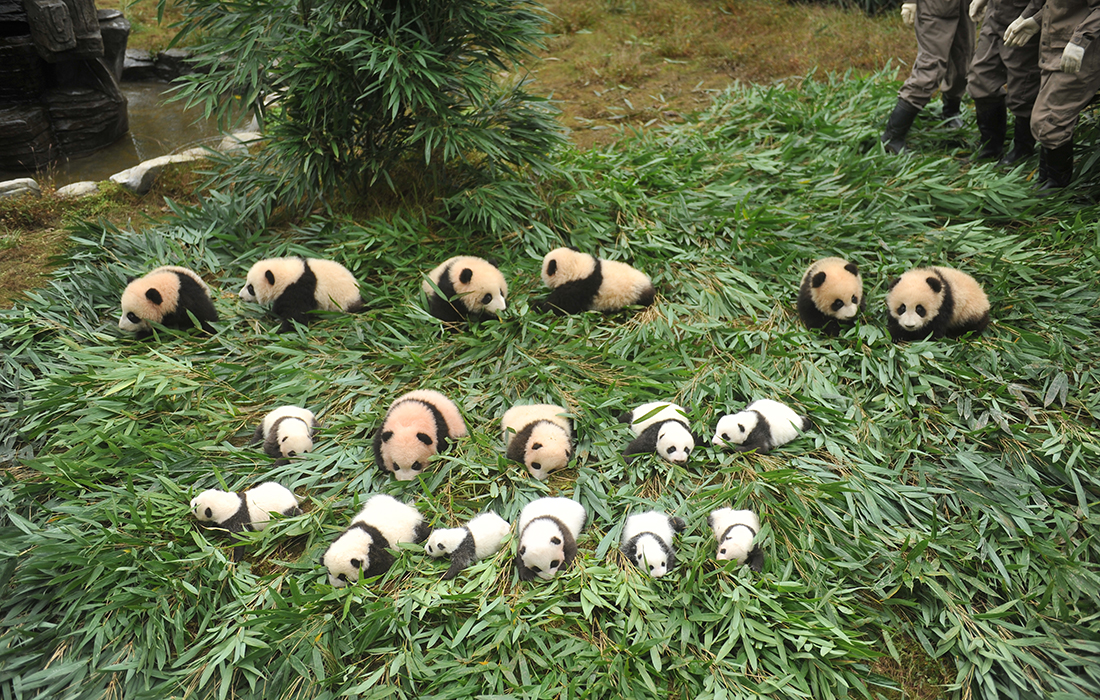 The new-born panda cubs of 2017 make first public debut in SW China ...