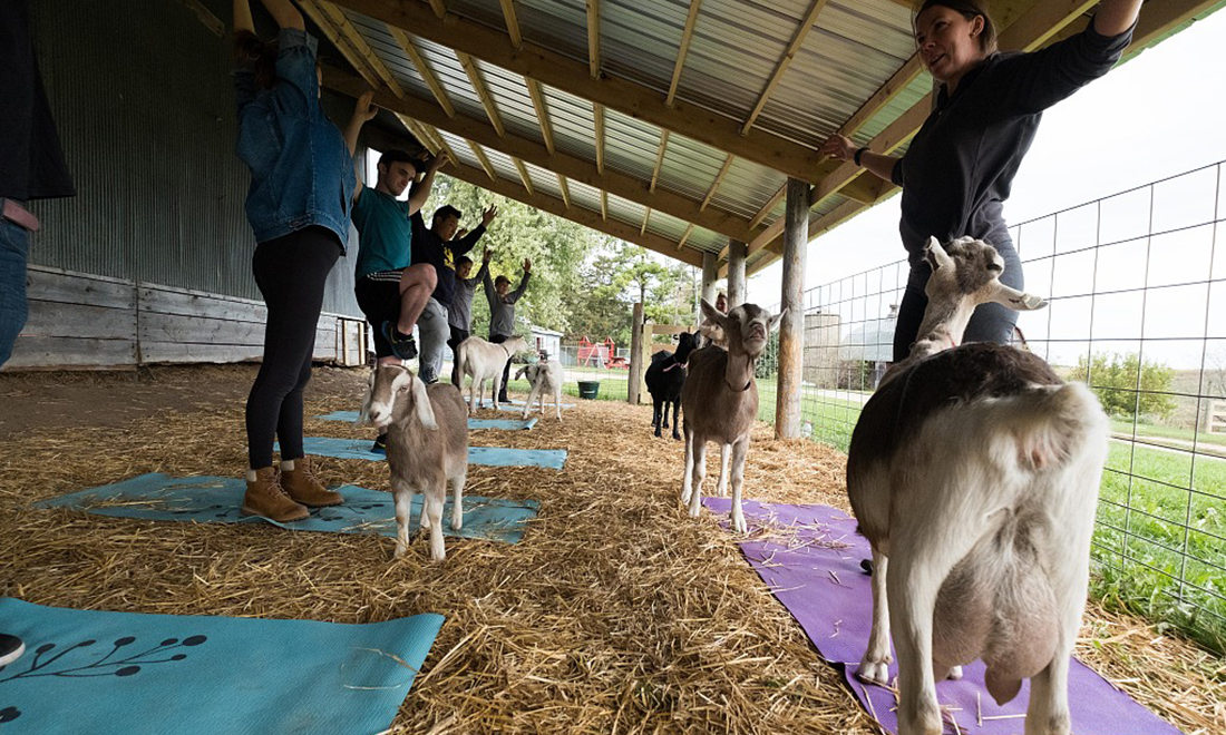 Yogis who stretch with goats - Global Times