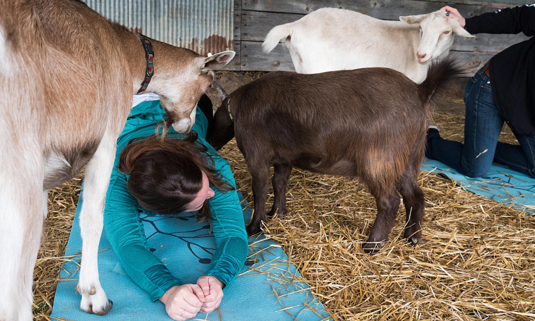 Yogis who stretch with goats - Global Times