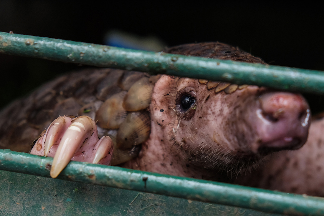101 smuggled pangolins seized in Indonesia - Global Times