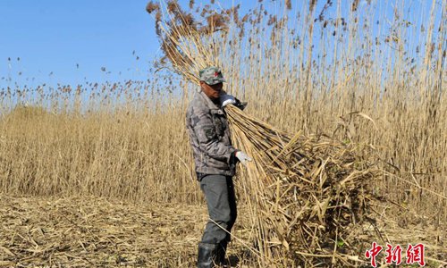 Reed harvest on Baiyangdian Lake - Global Times