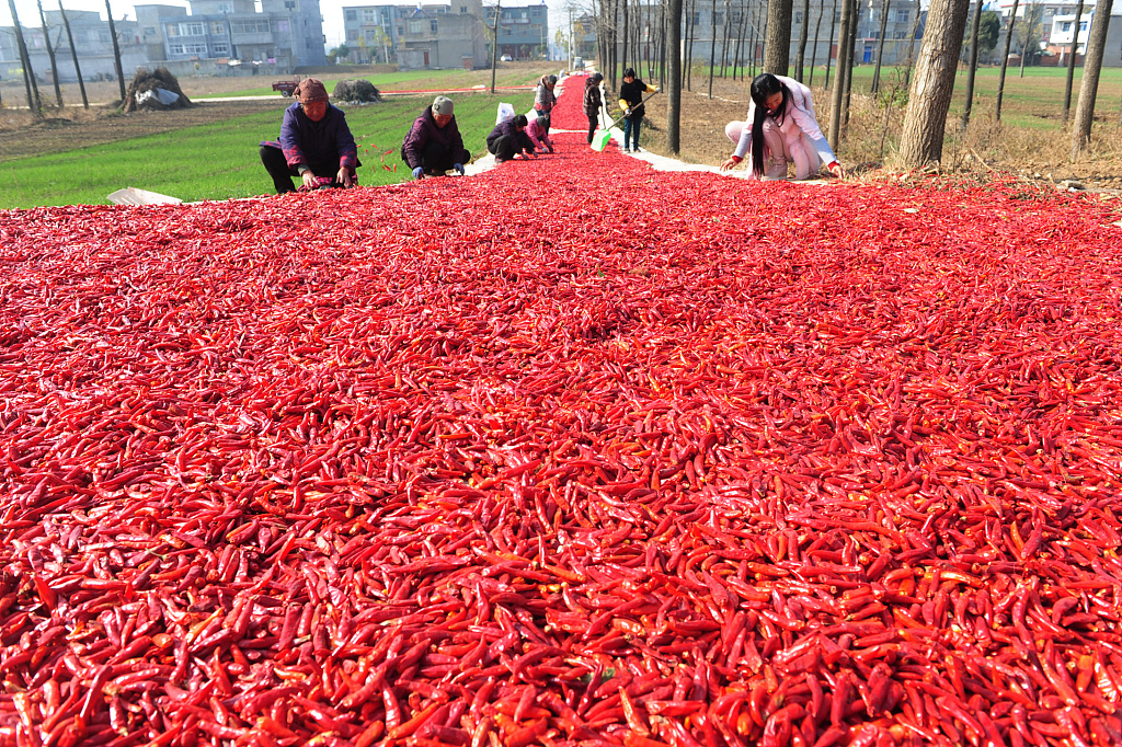 Chili time of year for East China’s farmers - Global Times