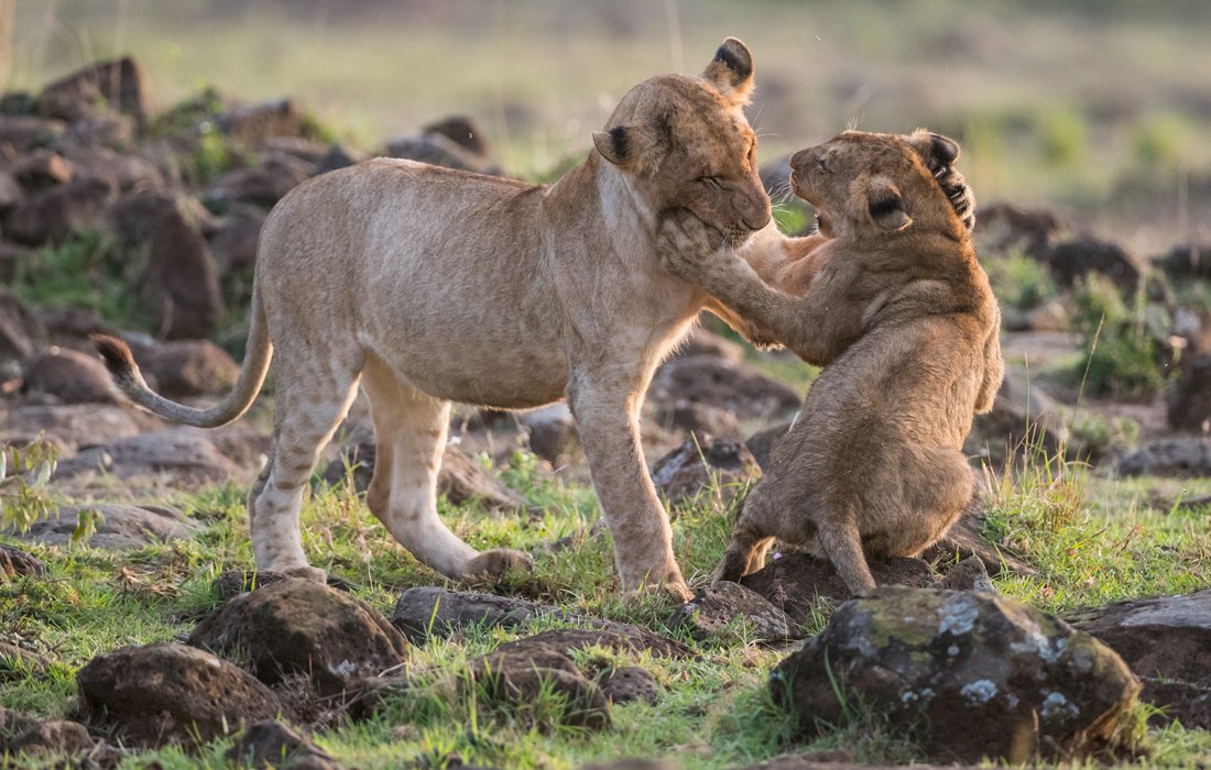 Playful lion cubs - Global Times