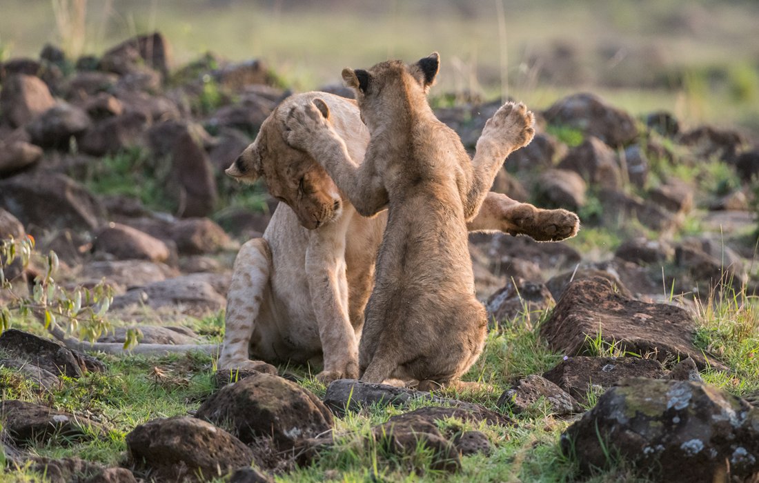 Playful lion cubs - Global Times