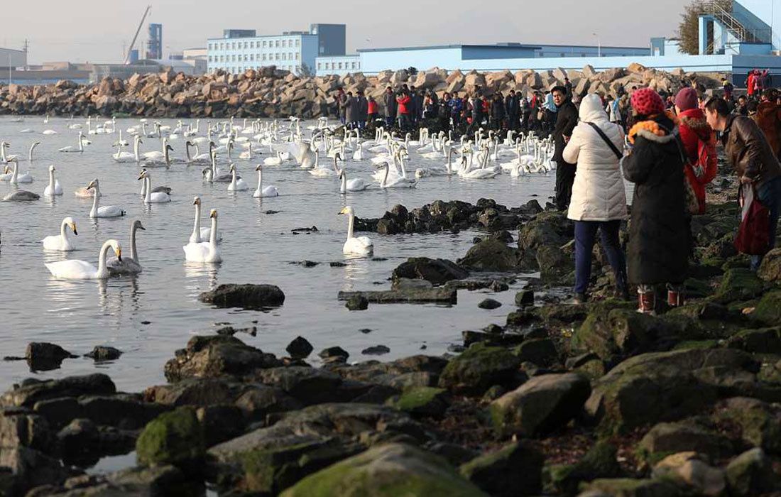 Tourists flock to view swans at Rongcheng National Nature Reserve ...