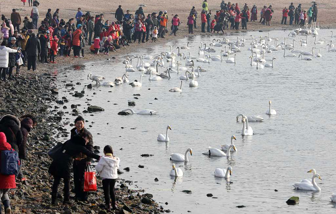 Tourists flock to view swans at Rongcheng National Nature Reserve ...