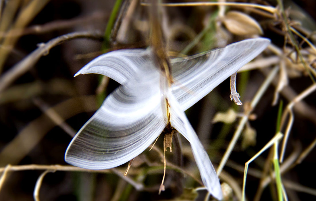 Meet the guardian of the 'ice butterflies' - Global Times