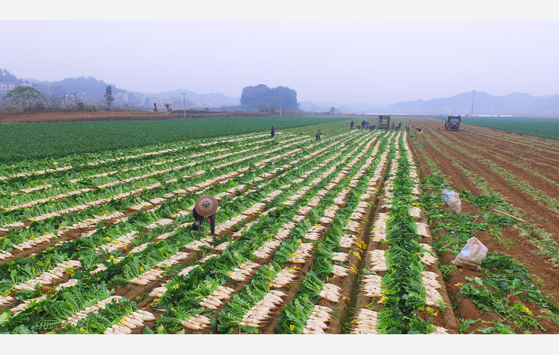 Hunan farmers reap white radish bumper harvest - Global Times