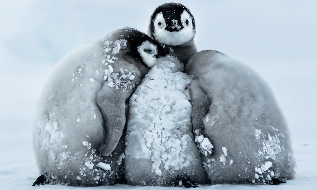 Cute animals stay toasty warm in winter - Global Times