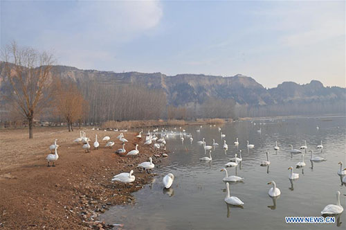 Wild swans migrate to N China's Shanxi from Siberia - Global Times
