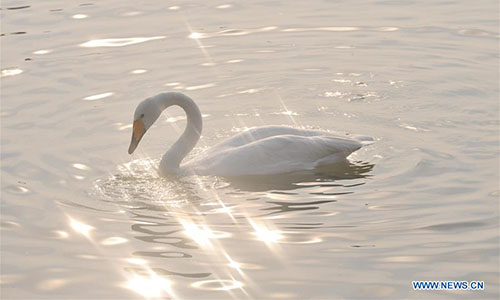 Wild swans migrate to N China's Shanxi from Siberia - Global Times