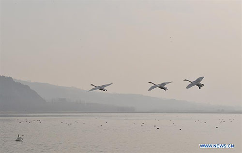 Wild swans migrate to N China's Shanxi from Siberia - Global Times