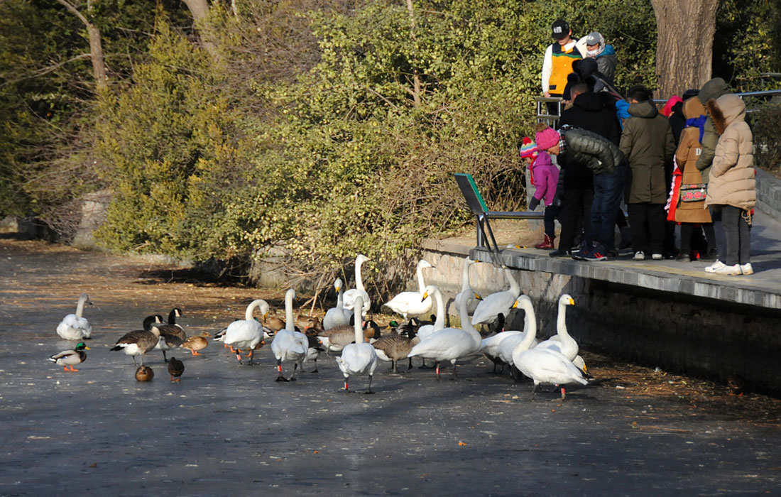 Picturesque water birds wade at Beijing Zoo lake on Wednesday - Global ...
