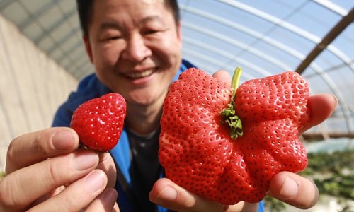 World Record For Biggest Strawberry : La Trinidad Residents Munch On ...
