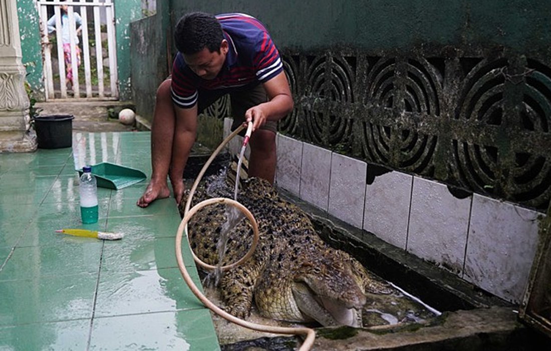 The unusual pet - Global Times