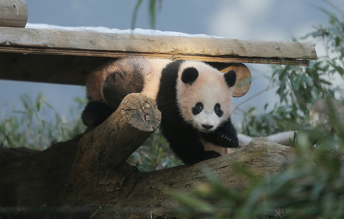 Visitors line up to see giant pandas in Japan - Global Times