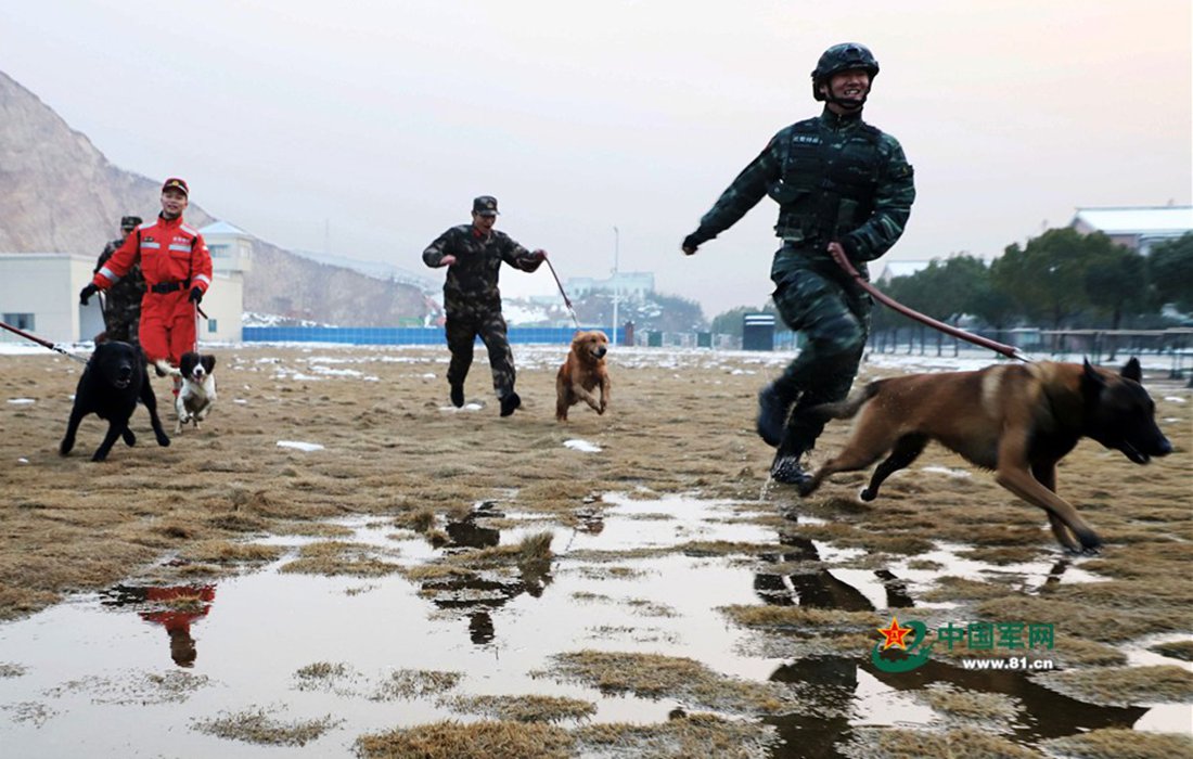 A salute to combat canines in E China’s Zhejiang - Global Times