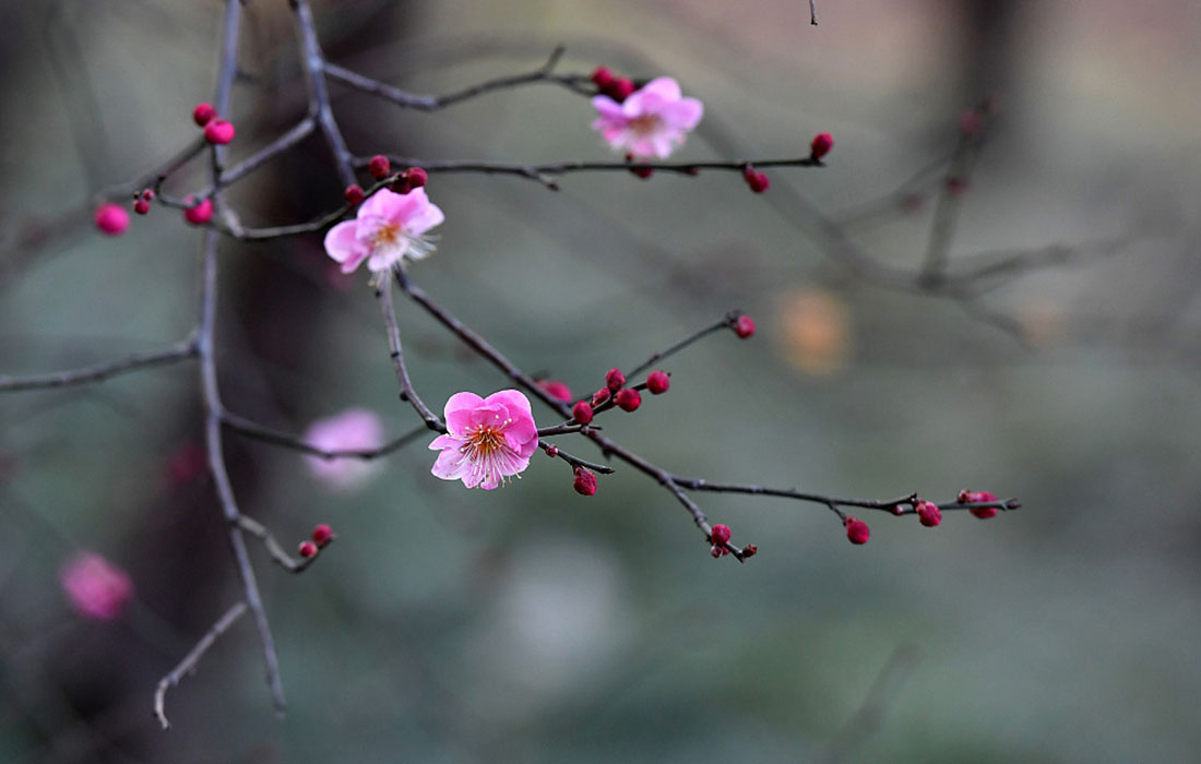 Spring flowers in full bloom in southern China - Global Times