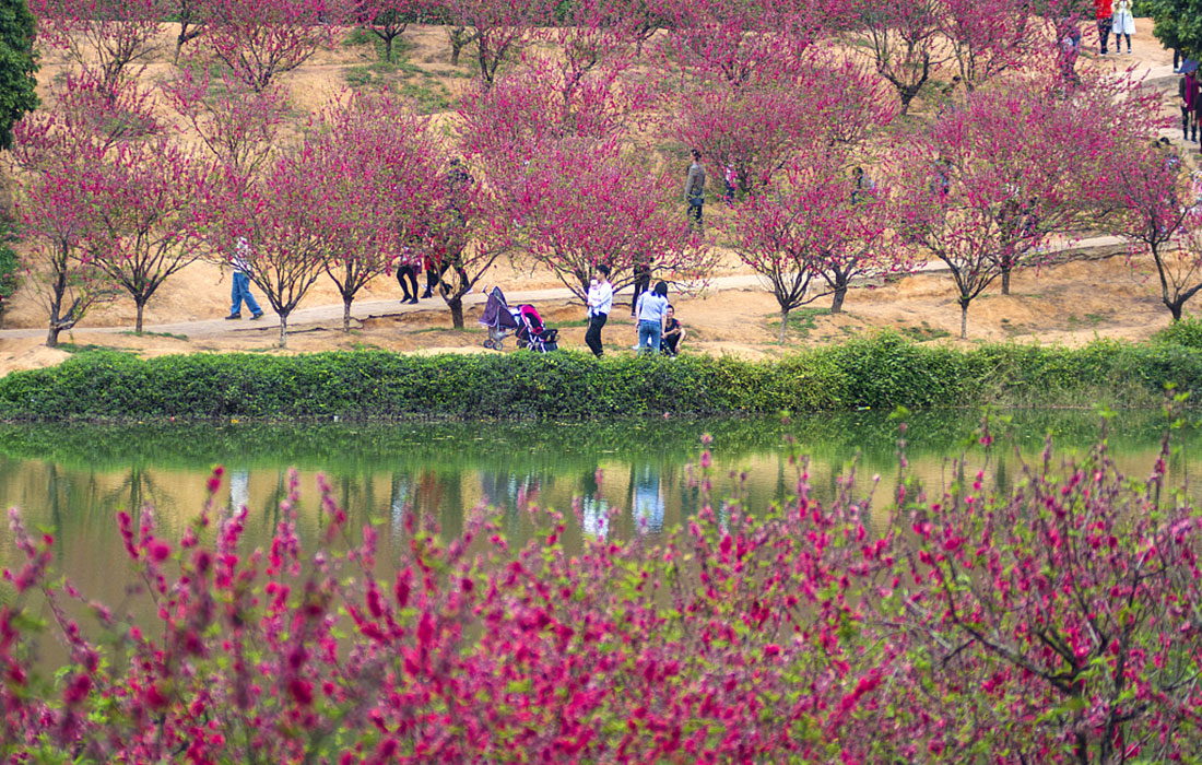 Spring flowers in full bloom in southern China - Global Times