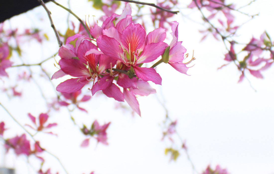 Spring flowers in full bloom in southern China - Global Times