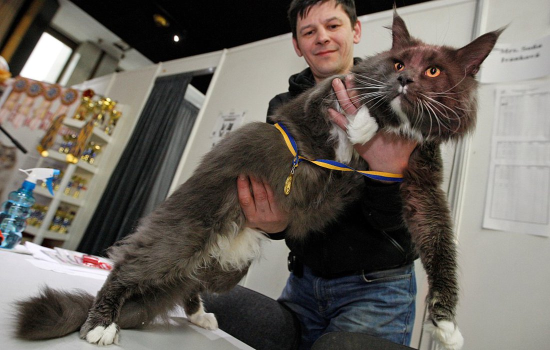 Ukraine cat won the ‘Battle of Giants’ - Global Times