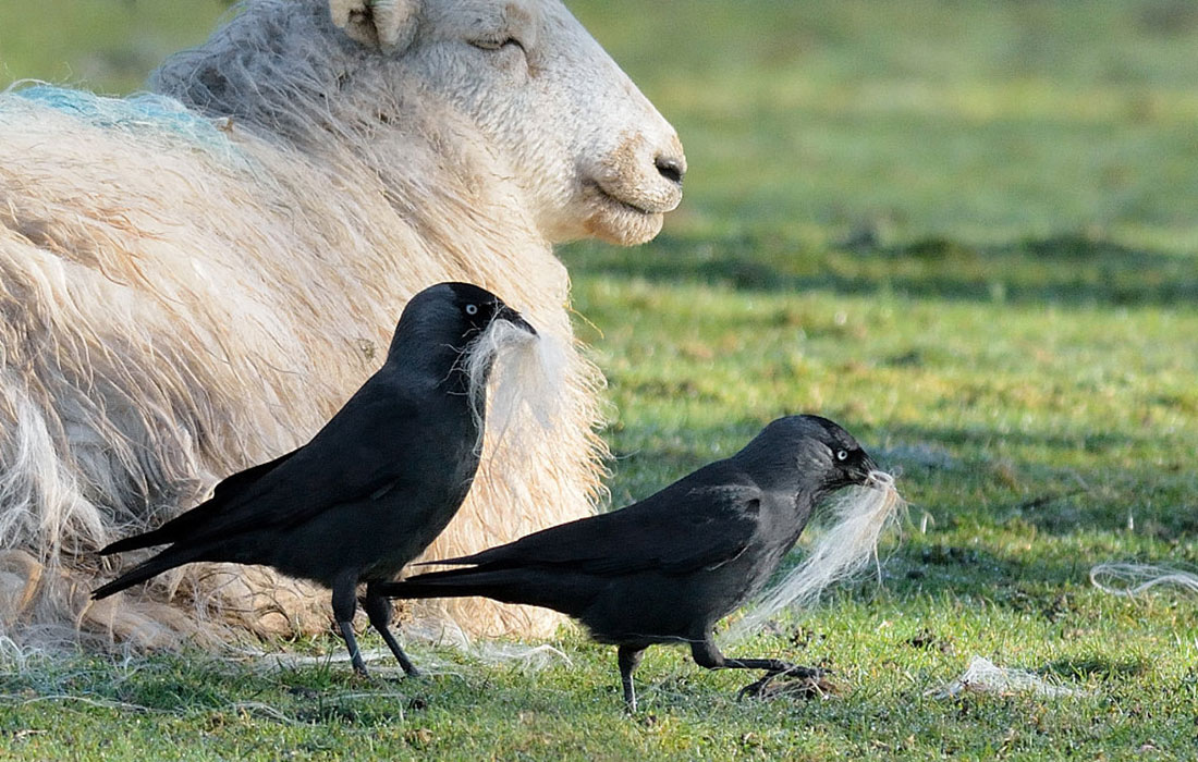 Jackdaw crows fleece sheep of their wool as they sunbathe - Global Times