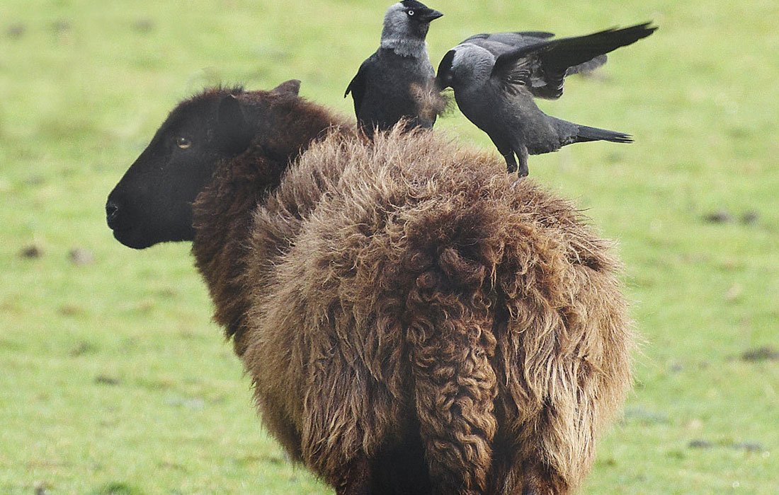 Jackdaw crows fleece sheep of their wool as they sunbathe - Global Times