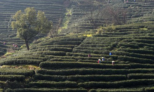 Workers pick tea leaves at tea garden in E China's Zhejiang - Global Times