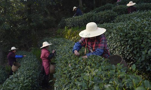 Workers pick tea leaves at tea garden in E China's Zhejiang - Global Times