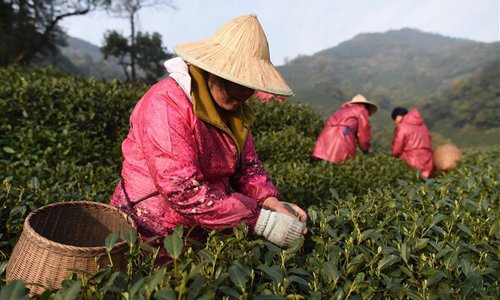 Workers pick tea leaves at tea garden in E China's Zhejiang - Global Times