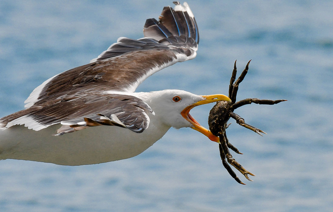 Gull grabs a bite - Global Times