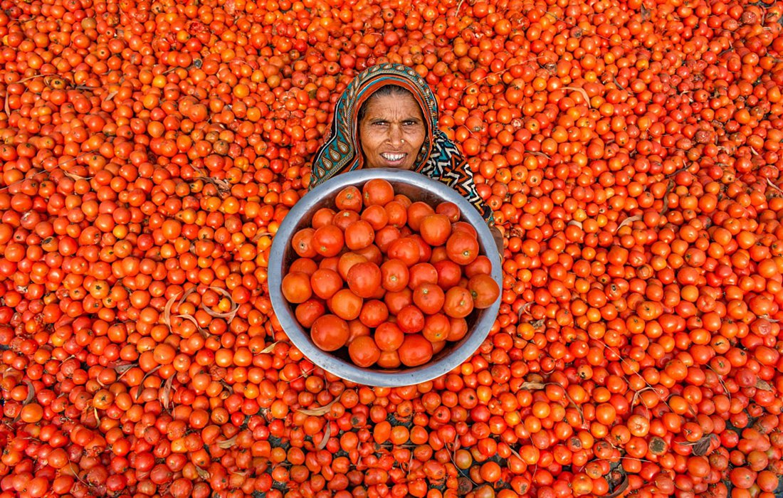 An ocean of tomatoes - Global Times