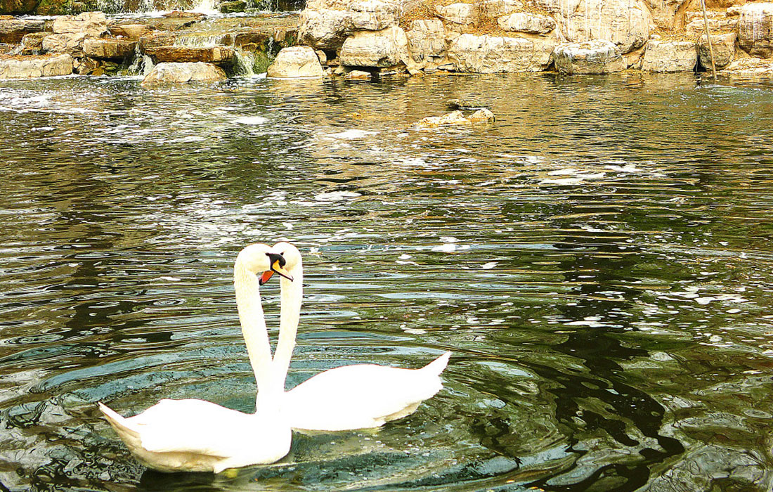 Water birds take spring swim at Beijing Zoo - Global Times