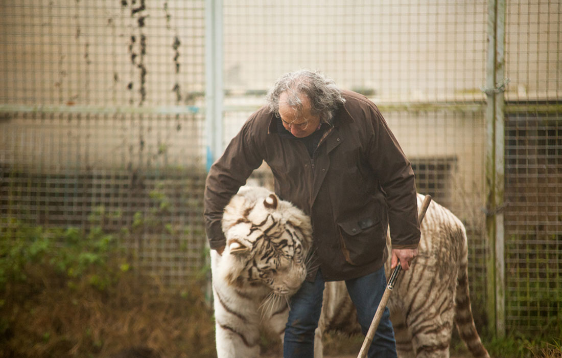 Meet a man who cuddles with lions and tigers daily - Global Times