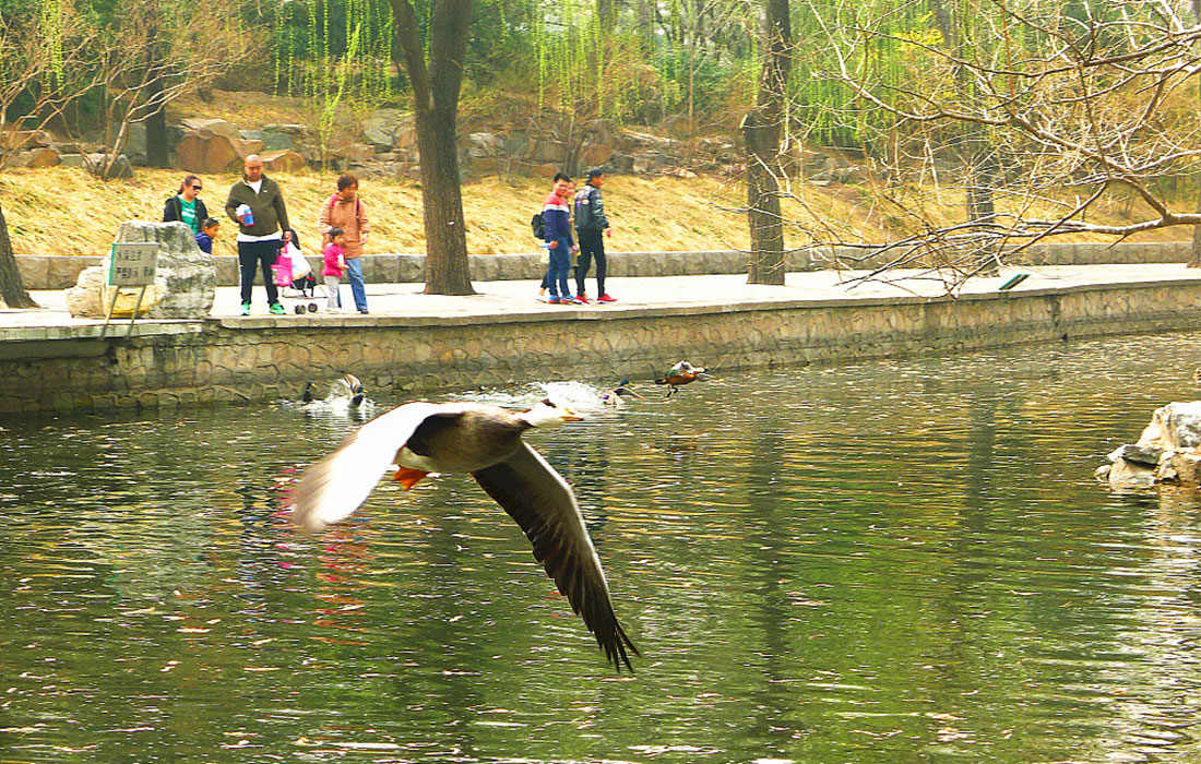 Water birds take spring swim at Beijing Zoo - Global Times