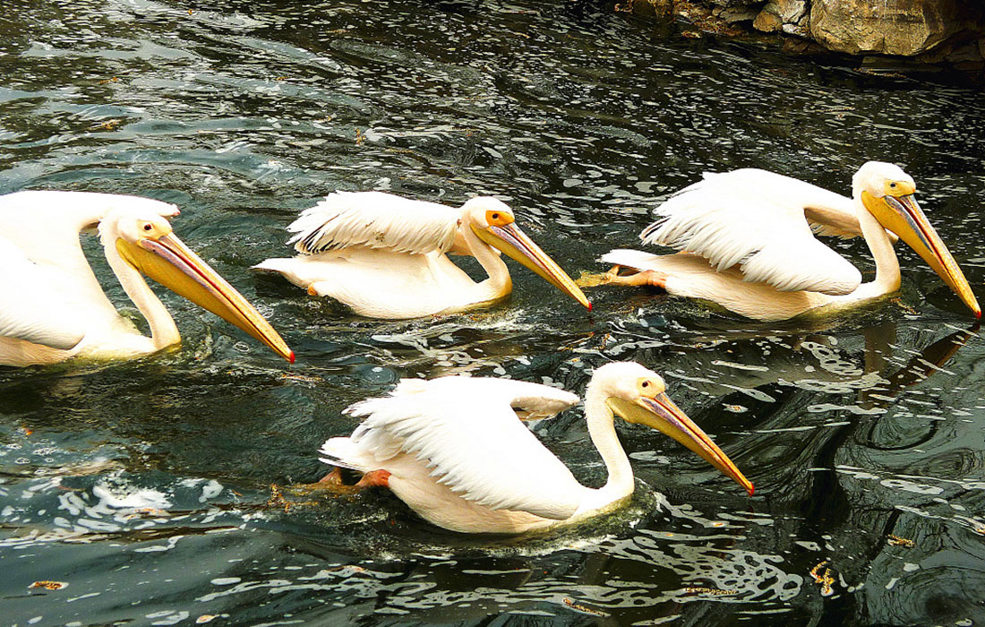 Water birds take spring swim at Beijing Zoo - Global Times