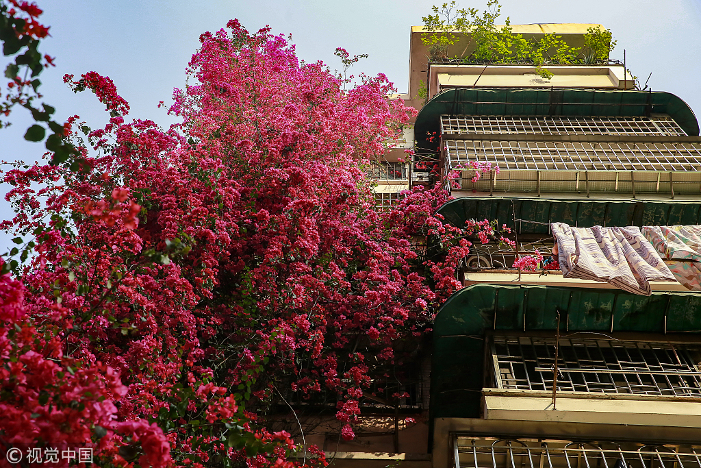 Awesome 9-story-tall azalea cascade brings color to resident building ...