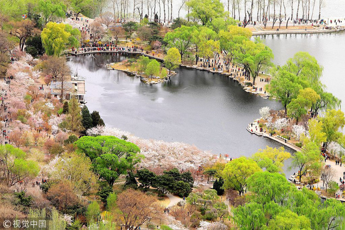Aerial views of cherry blossoms in Yuyuantan Park in Beijing - Global Times