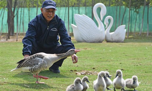 Old man and wild goose - Global Times