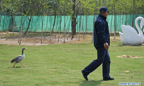 Old man and wild goose - Global Times