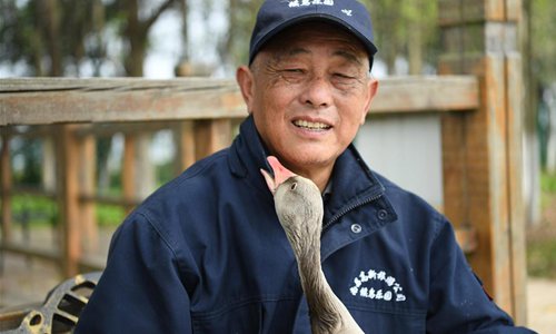 Old man and wild goose - Global Times